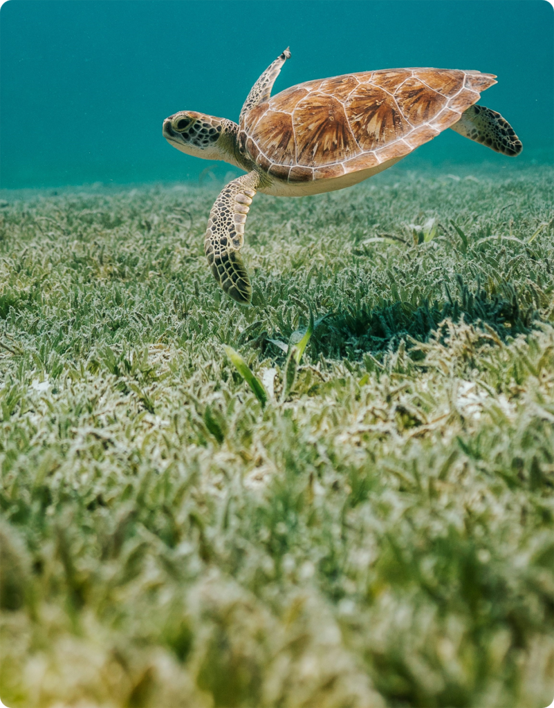 Book en snak - Biodiversitet i gymnasiet